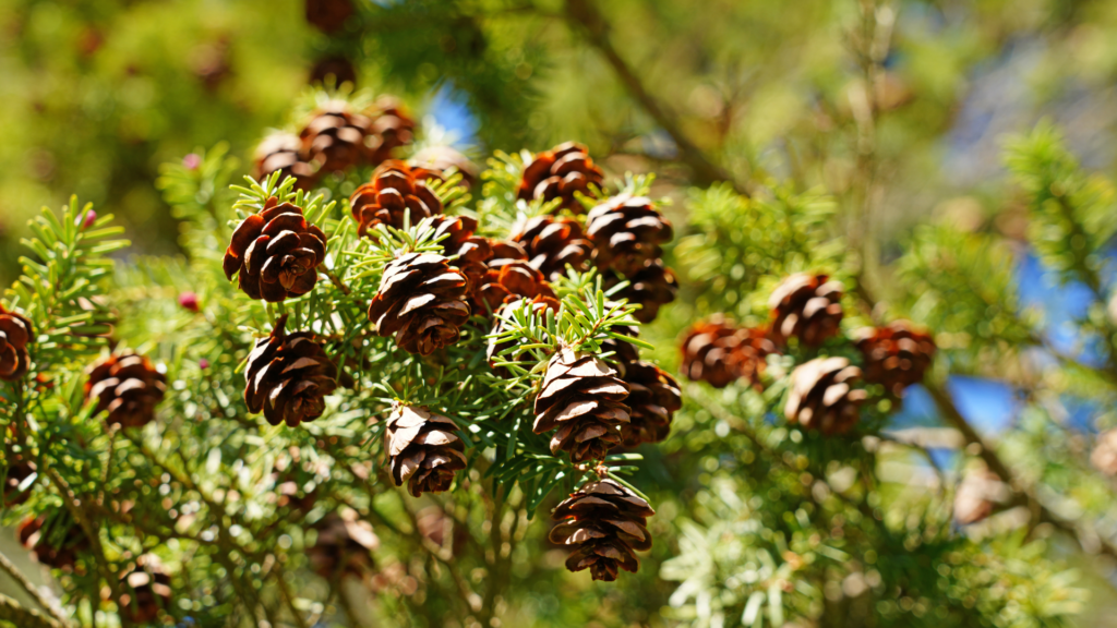 Eastern Hemlock Cones Eastern Hemlock, Pinaceae Tsuga Canadensis L.